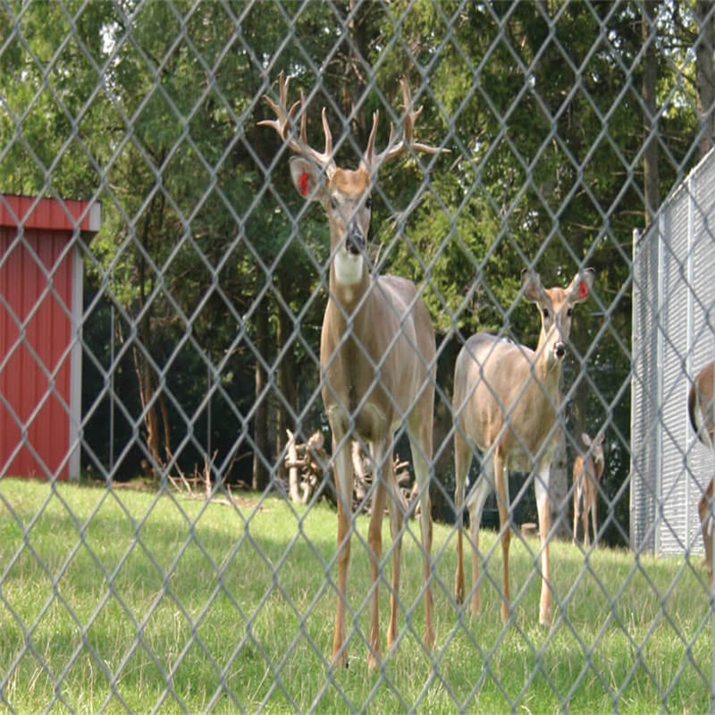 Chain Link Fence for Zoo