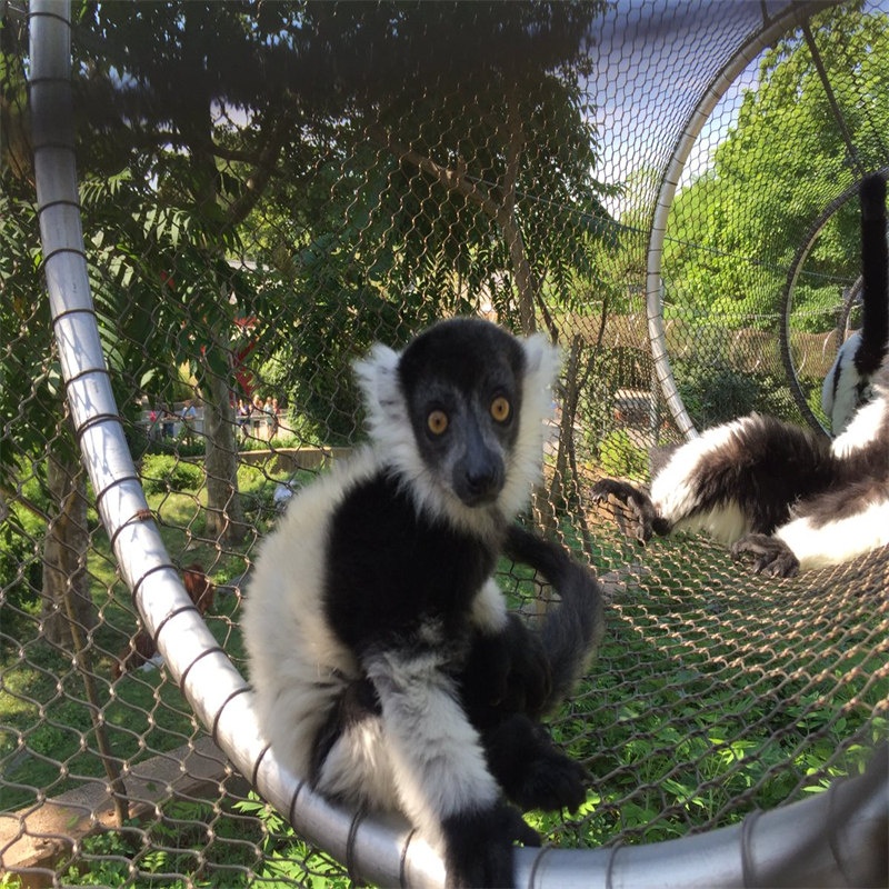 Stainless steel wire rope zoo aviary mesh For Zoo enclosure