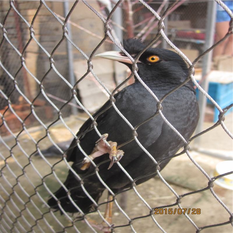 Stainless steel bird netting