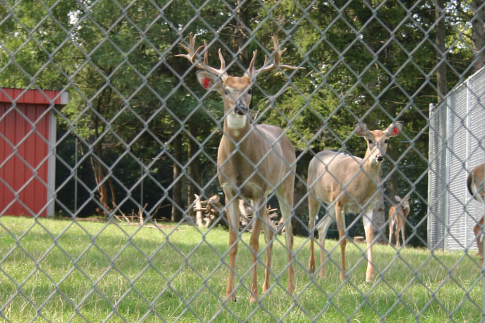Chain Link Fence for Zoo